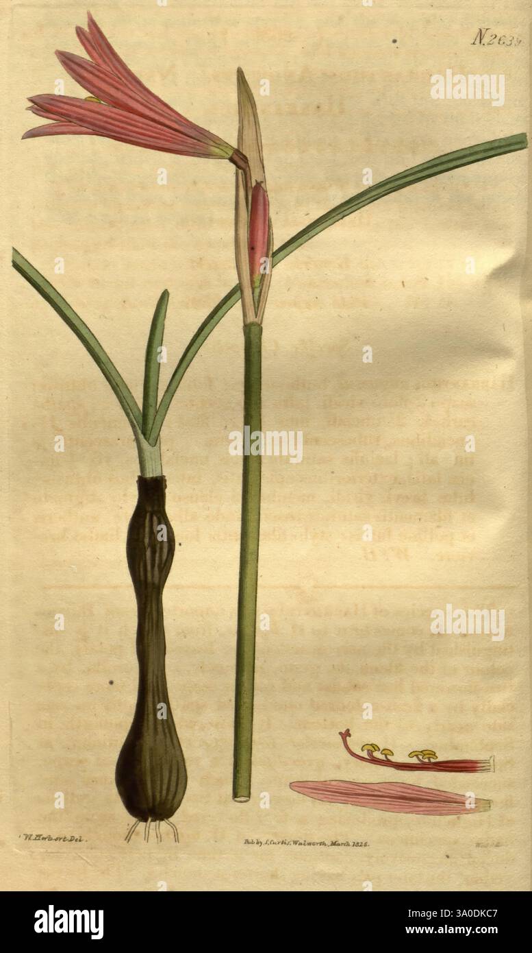 Curtis's Botanical Magazine London New York Botanical Illustration ...