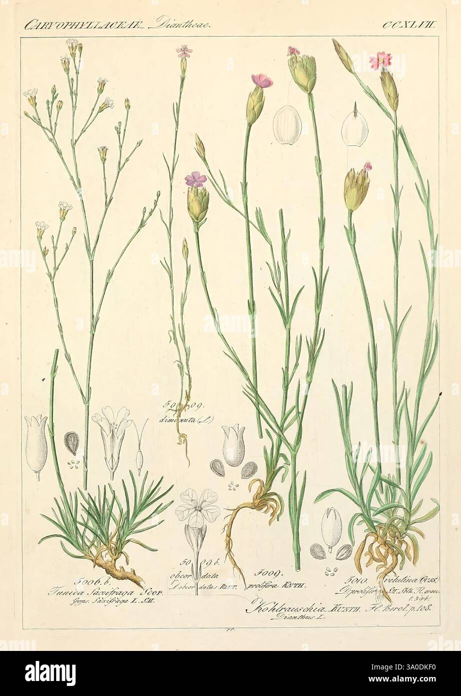 Icones florae Germanicae et Helveticae, simul Pedemontanae, Tirolensis ...