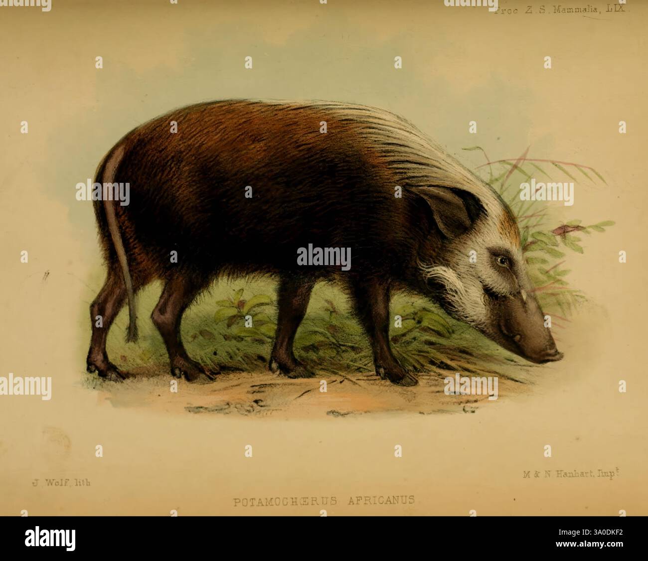 Proceedings of the Zoological Society of London London Academic Press ...