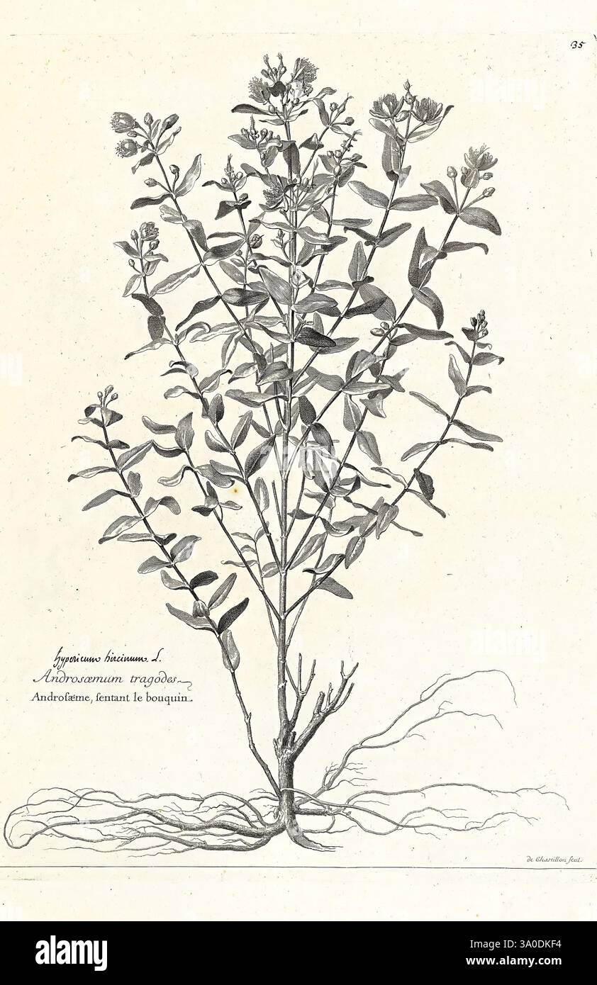 Gravees ordre roi louis xiv paris impr royale 1786 pictorial hi-res ...