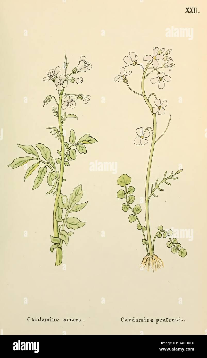 Own clusters of white flowers hi-res stock photography and images - Alamy