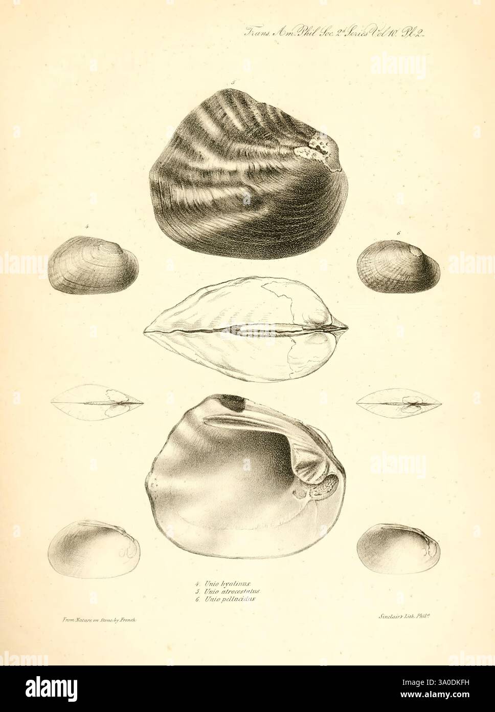 Detailed depiction of various shell types hi-res stock photography and ...