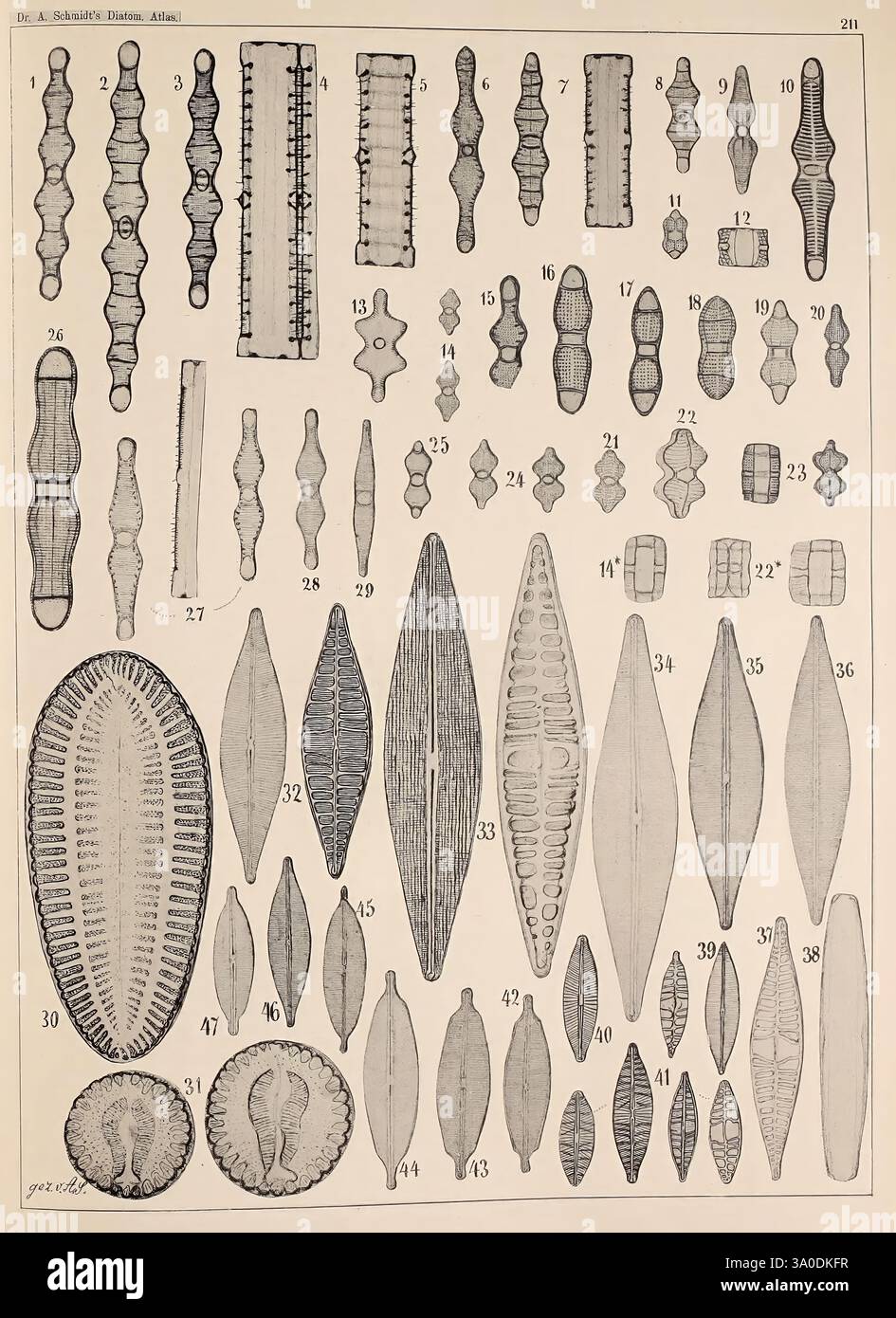 Array of intricate diatom structures hi-res stock photography and ...