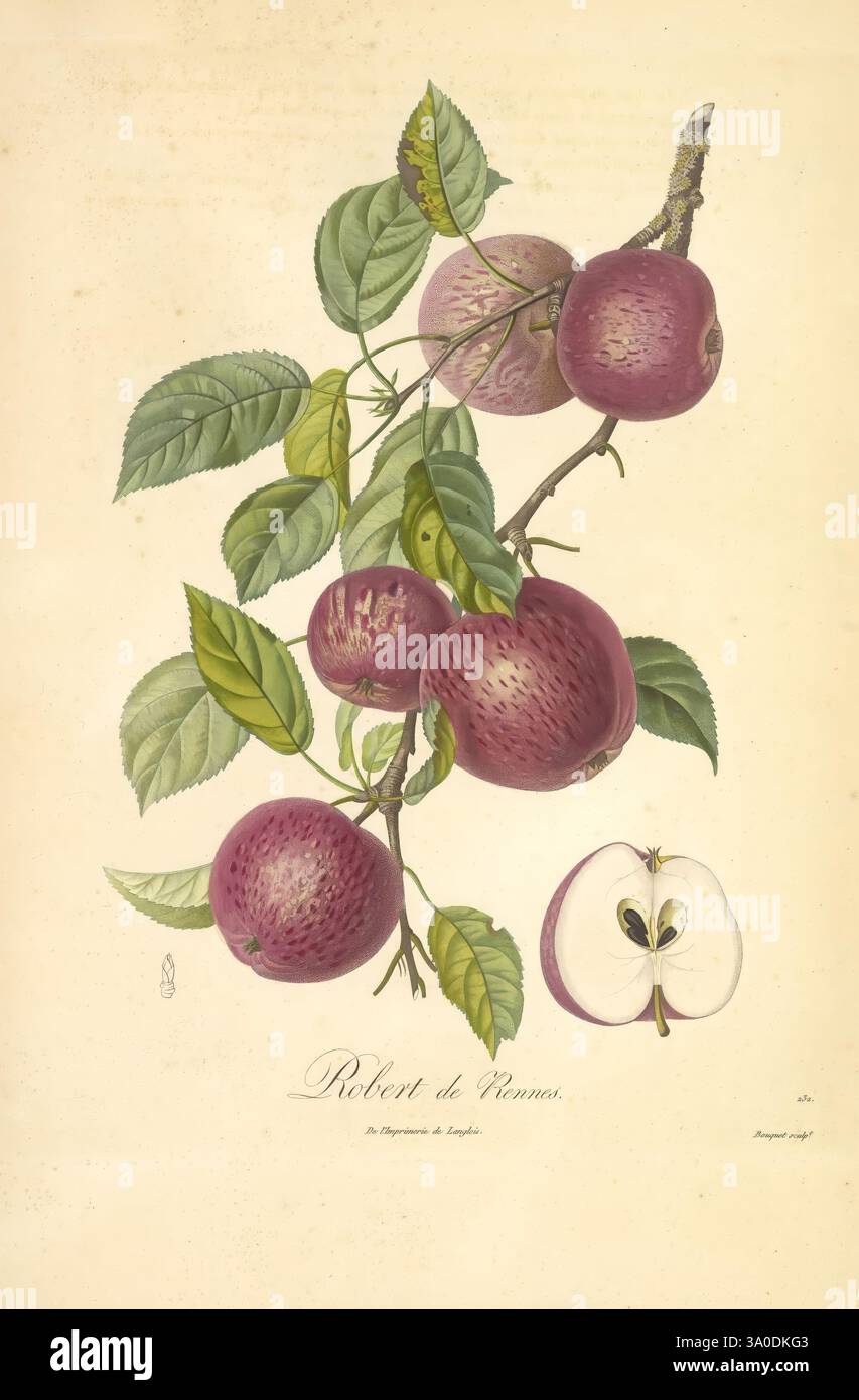 Pomologie française, Paris, Langlois et Leclercq, 1846, Arbres ...