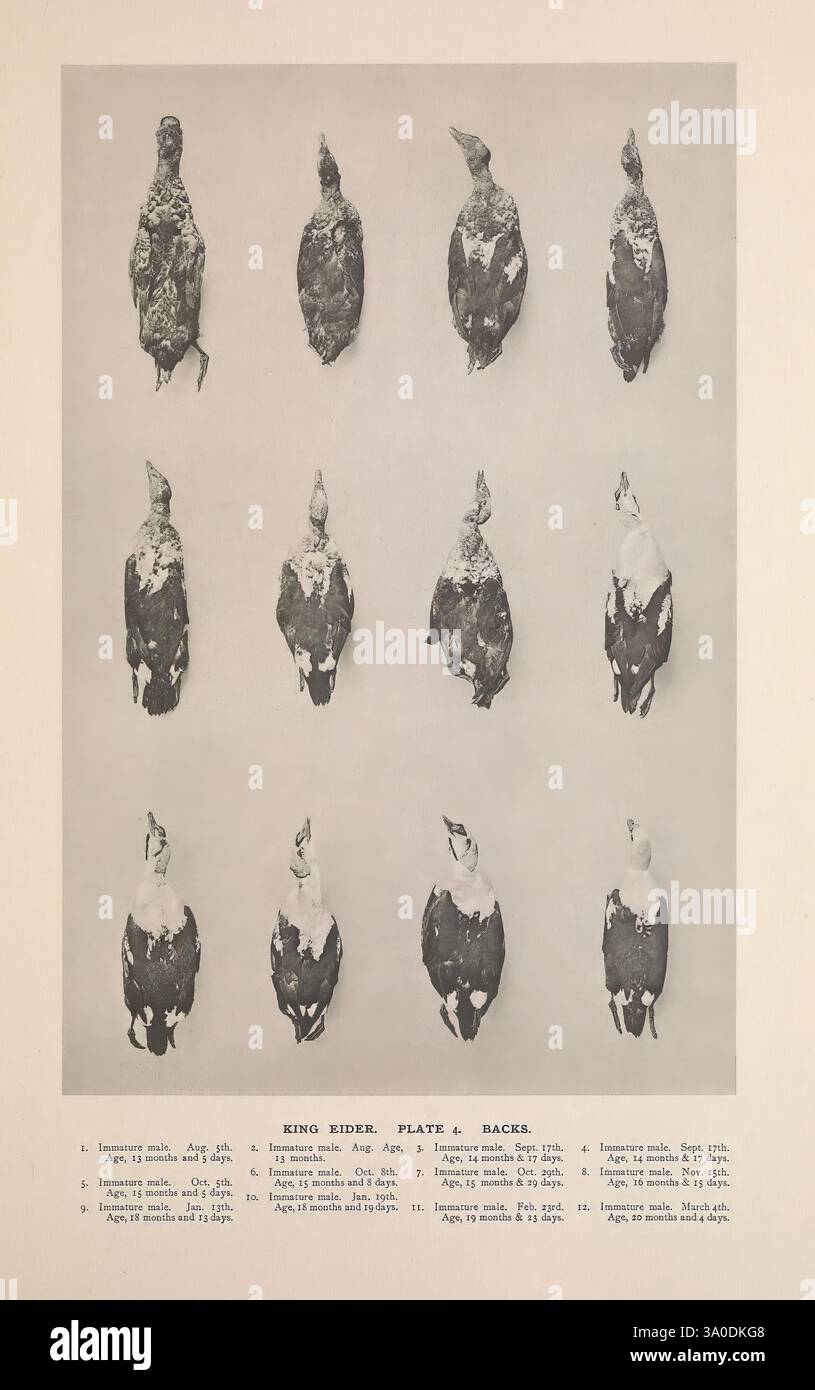 British diving ducks London, Longmans, Green and Co, 1913. birds, ducks ...