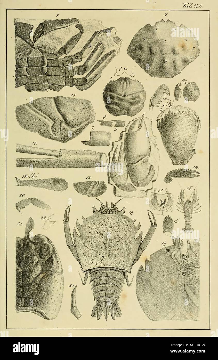 Detailed study of various anatomical features of crustaceans hi-res ...
