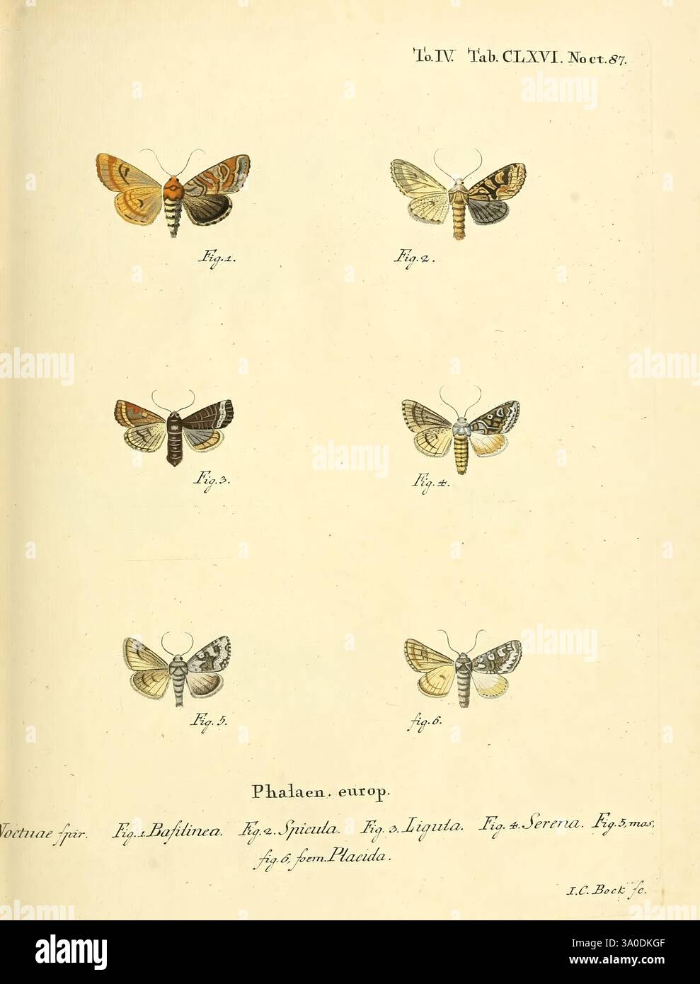 Focus on european moths hi-res stock photography and images - Alamy