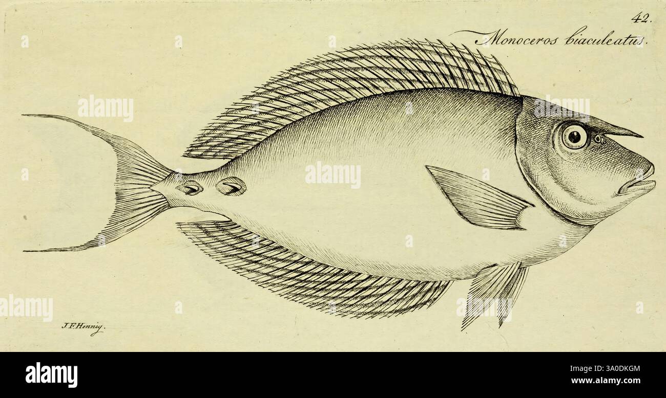 Monoceros brachysoma hi-res stock photography and images - Alamy