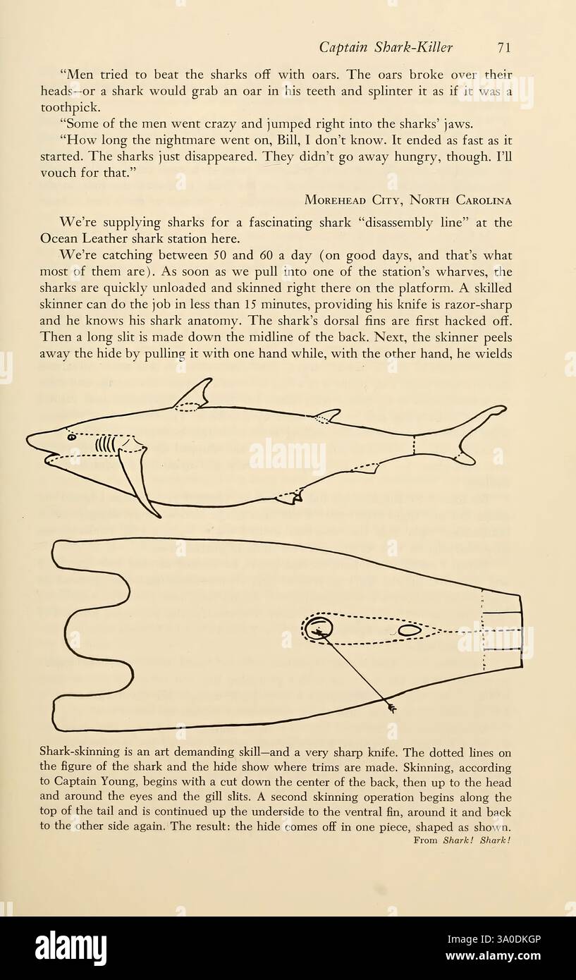 Complexity of shark fishing hi-res stock photography and images - Alamy