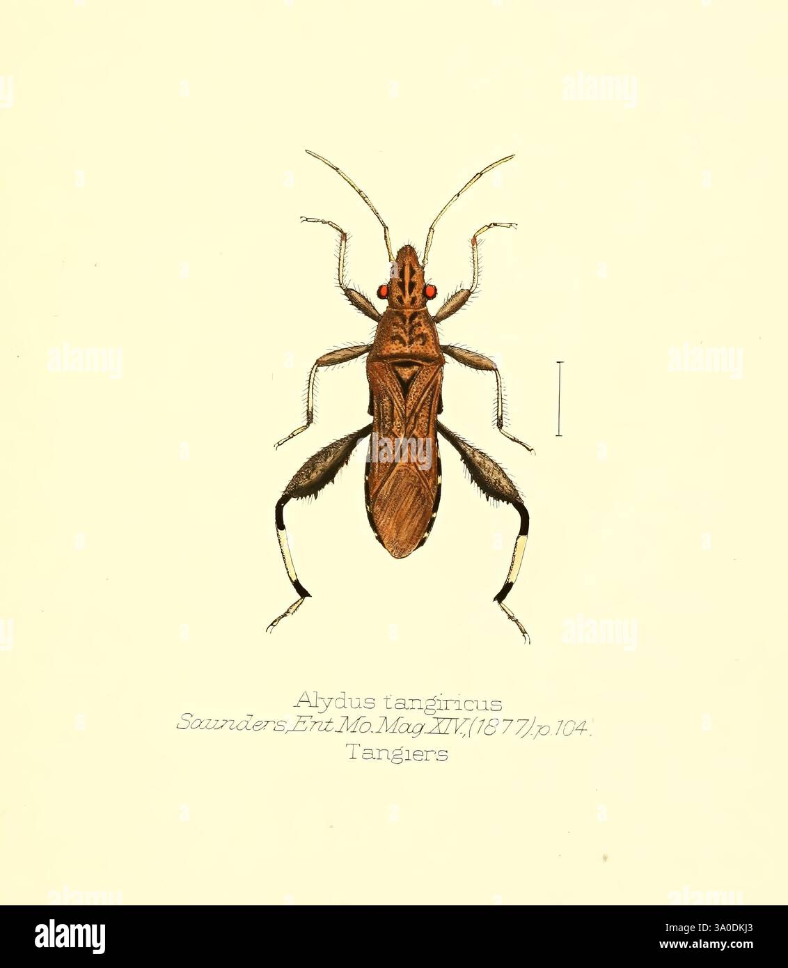 Aid to the Identification of Insects. V. 1. London, E.W. Janson, 1880 ...