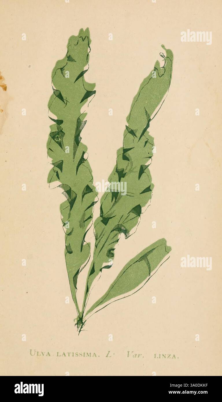 Sea mosses, Boston, B. Whidden, 1893, United States, algae, Ulva ...