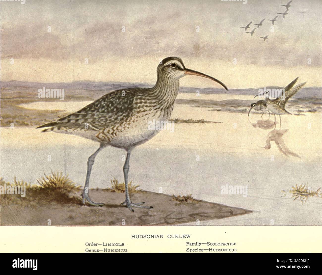 Portraits and habits of our birds v.2, New York City, National ...