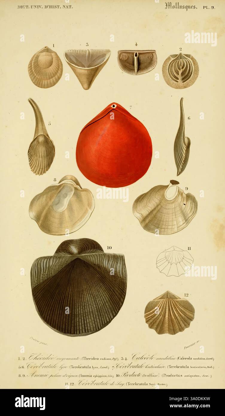 Displaying subtle gradients hi-res stock photography and images - Alamy