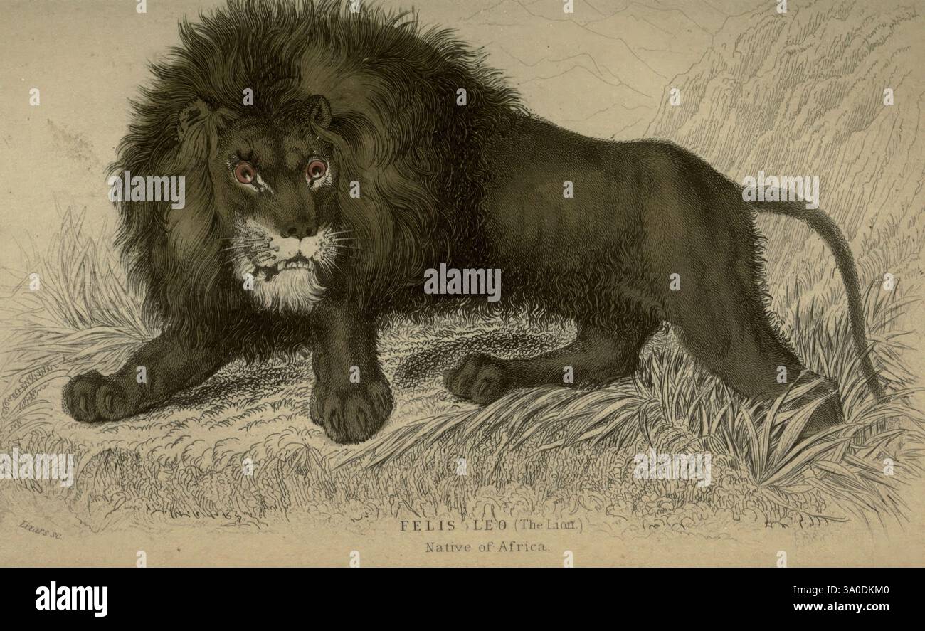 Engraving captures intricacies hi-res stock photography and images - Alamy