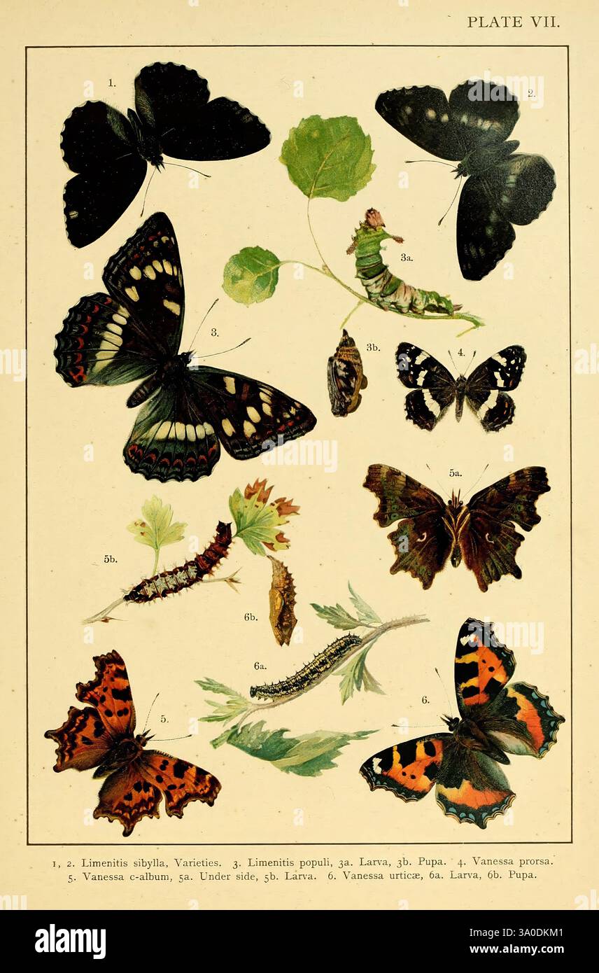Composition features detailed depictions of several butterfly sp hi-res ...