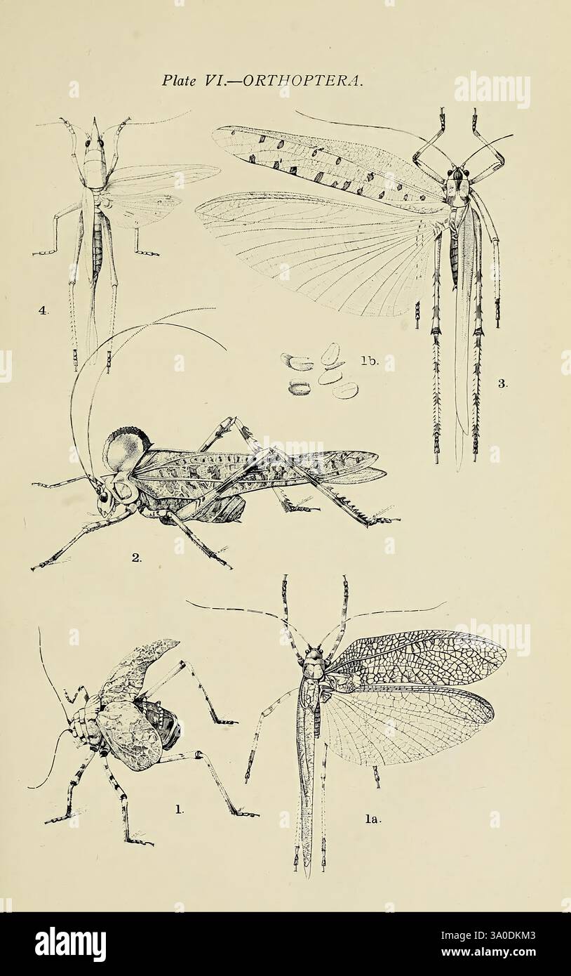 Australian insects Sydney W. Brooks 1907 Australia Insects Orthoptera ...