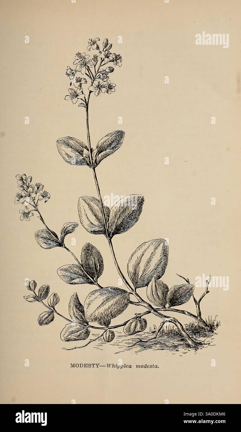 Plant whipplea modesta hi-res stock photography and images - Alamy
