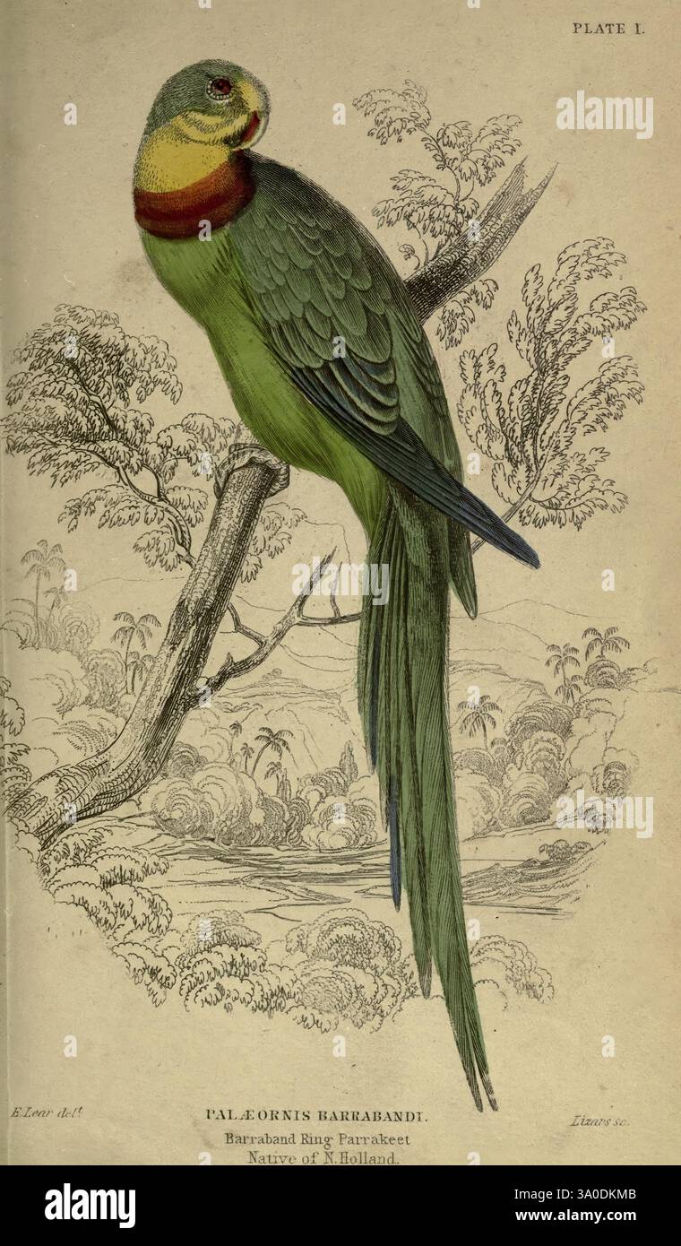Parrots, London, Chatto & Windus, [1845?], M, Parrots, Daubenton, Louis ...