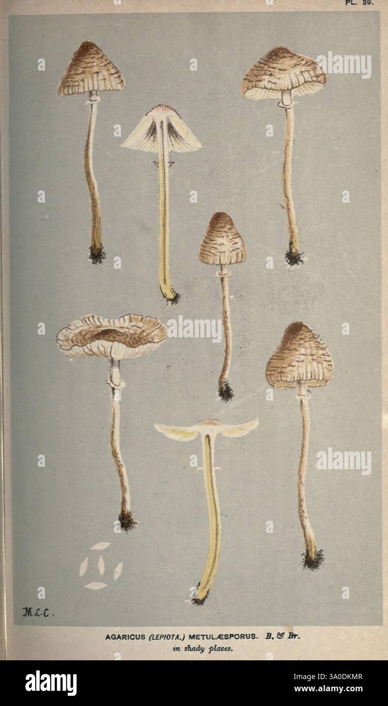 Fungi exhibit distinct shapes hi-res stock photography and images - Alamy