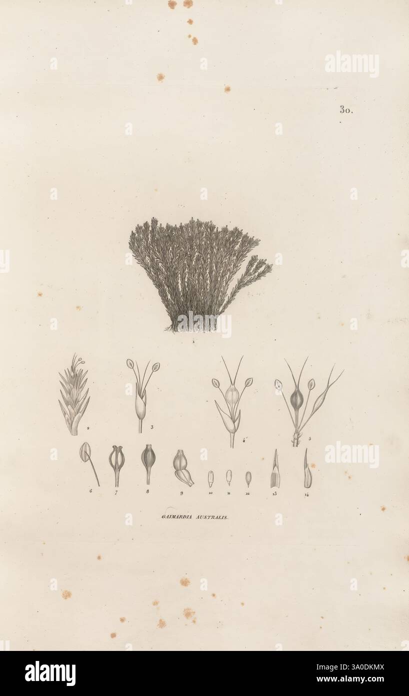 Six different types of moss hi-res stock photography and images - Alamy