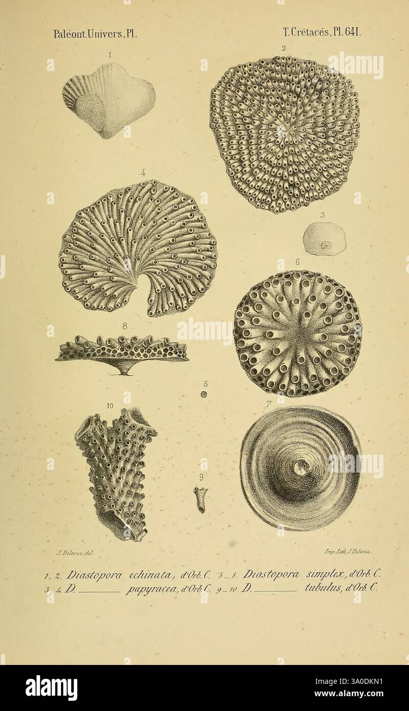 Paléontologie, française, Paris, Chez, l'auteur, 1840-1894, France ...
