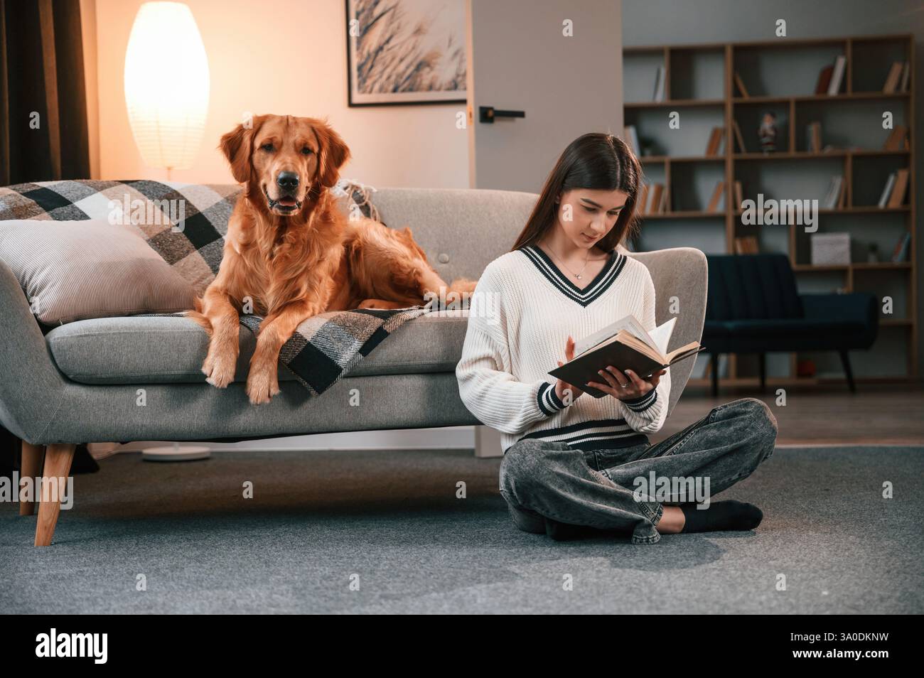 Reading the book. Cute golden retriever is in domestic room with his ...