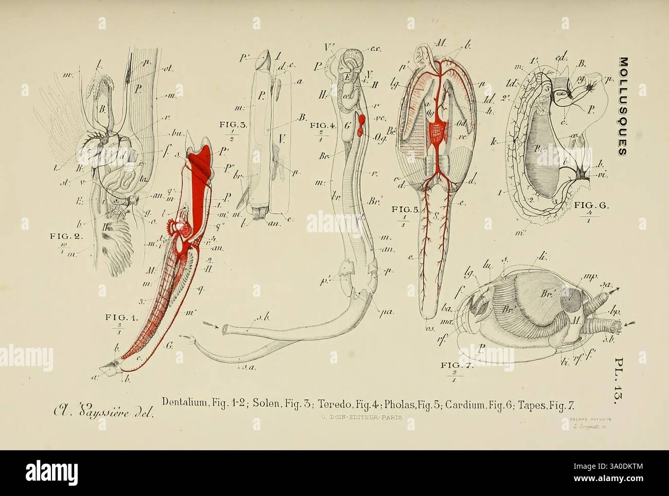 Showcasing labeled diagrams hi-res stock photography and images - Alamy