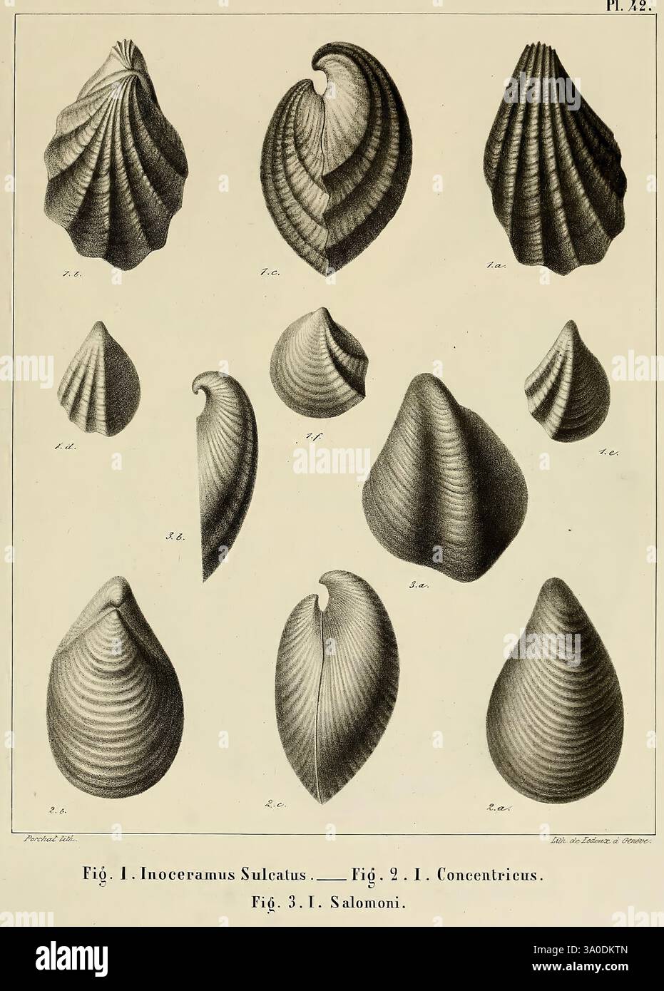 Inoceramus concentrices hi-res stock photography and images - Alamy