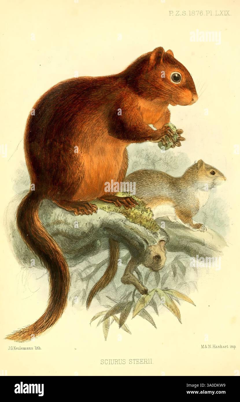 Two distinct species of squirrels hi-res stock photography and images ...