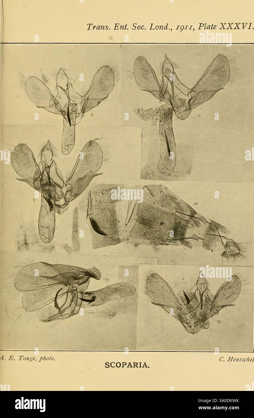 Transactions Of The Entomological Society Of London London The