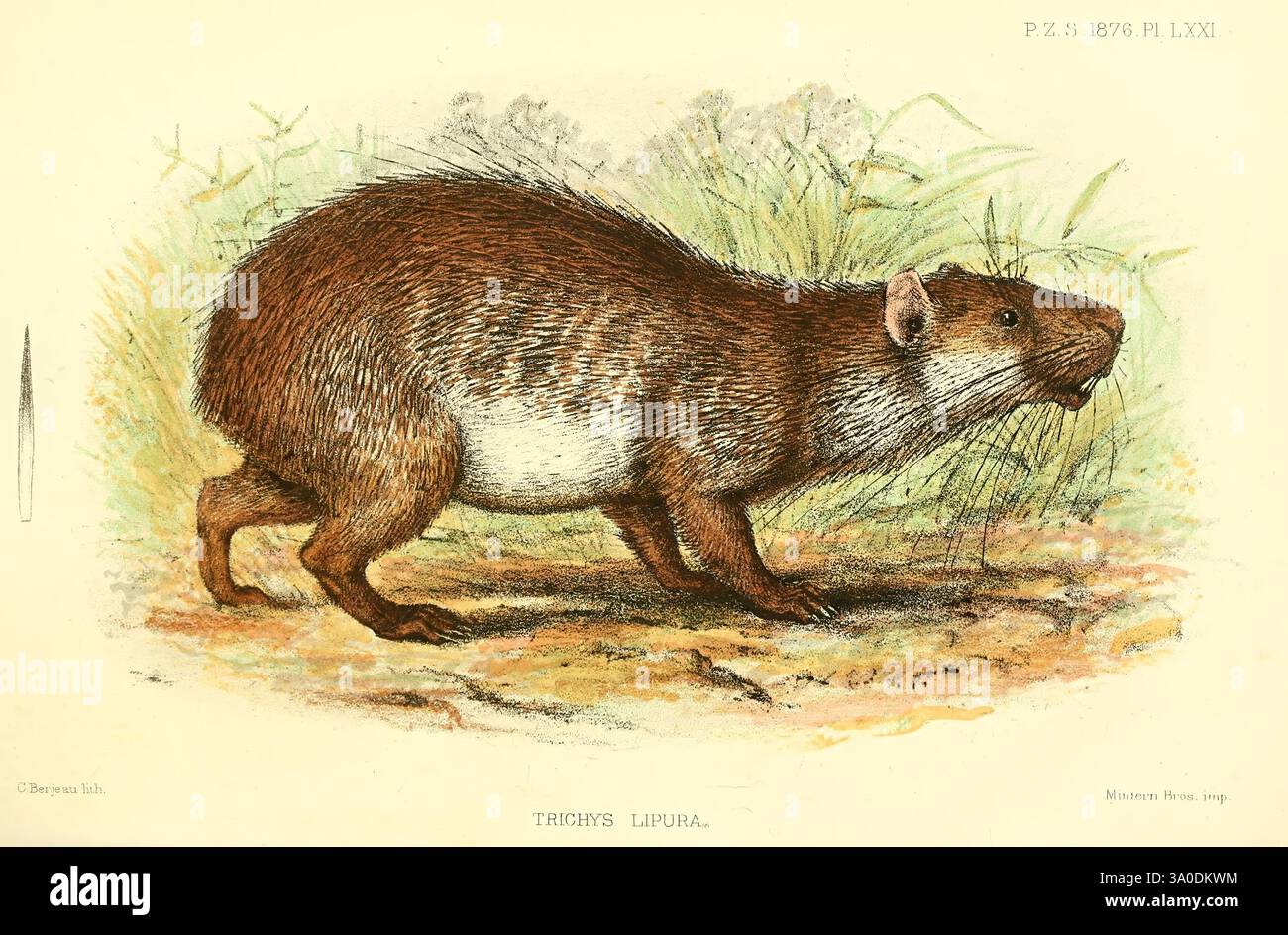 Proceedings of the Zoological Society of London, London, Academic Press ...