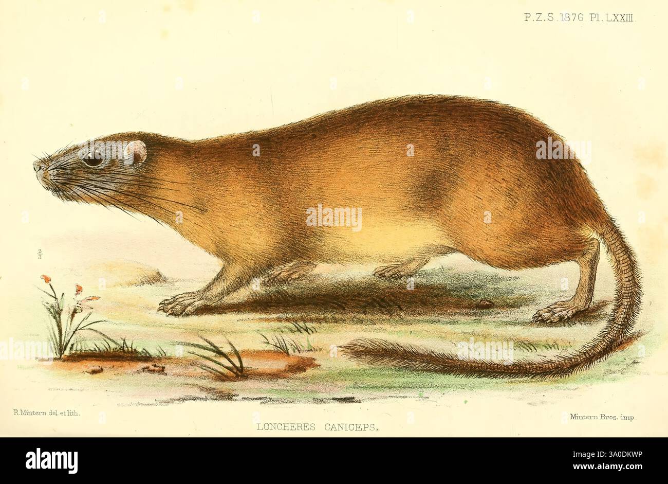 Proceedings of the Zoological Society of London, London, Academic Press ...