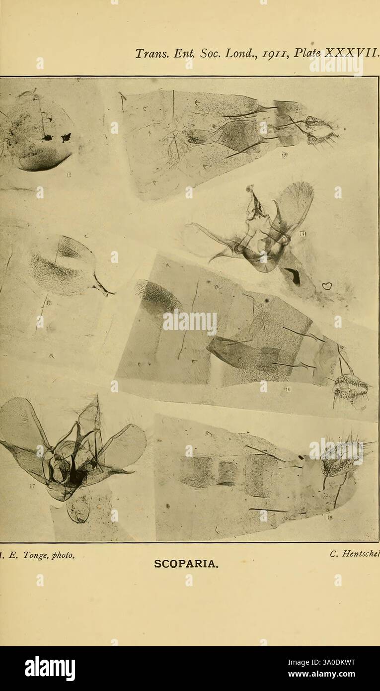 Broader context of entomology hi-res stock photography and images - Alamy