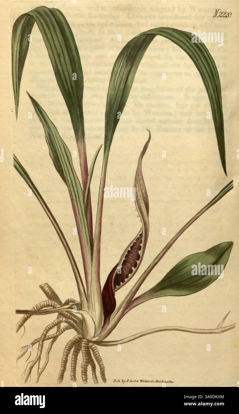 Curtis's Botanical Magazine, London, New York, botanical illustration ...