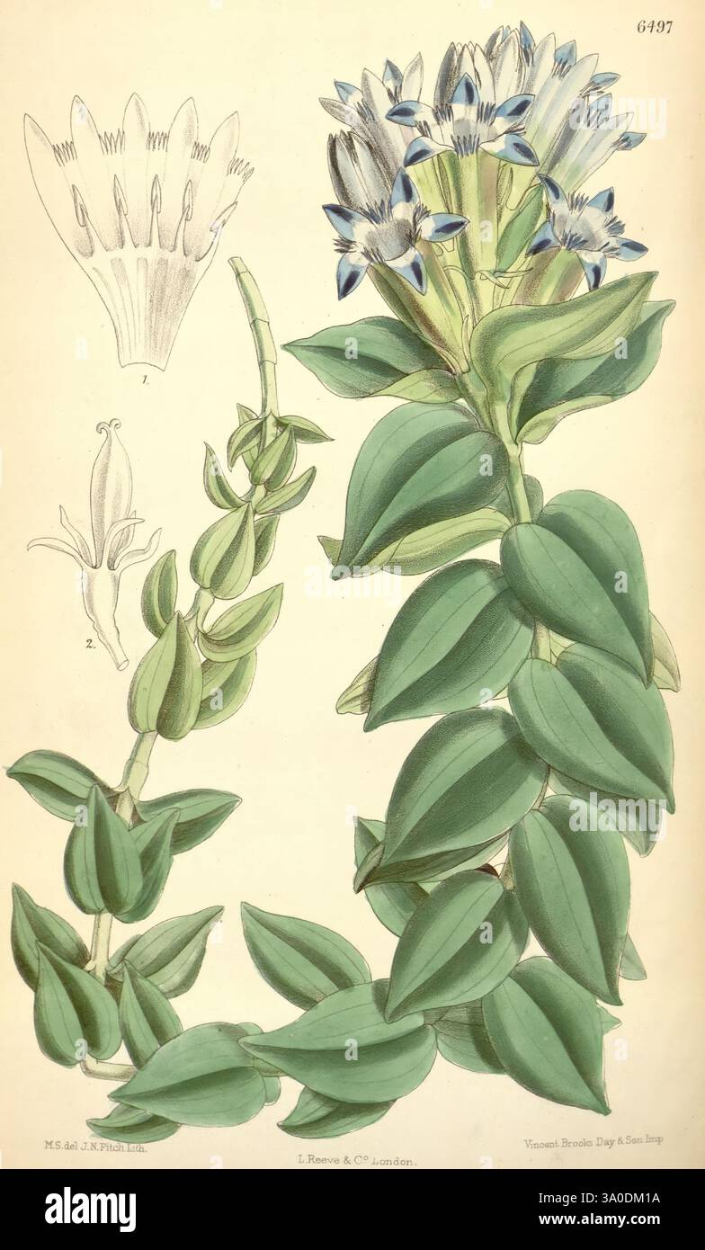 Curtis's Botanical Magazine, London, New York, botanical illustration ...