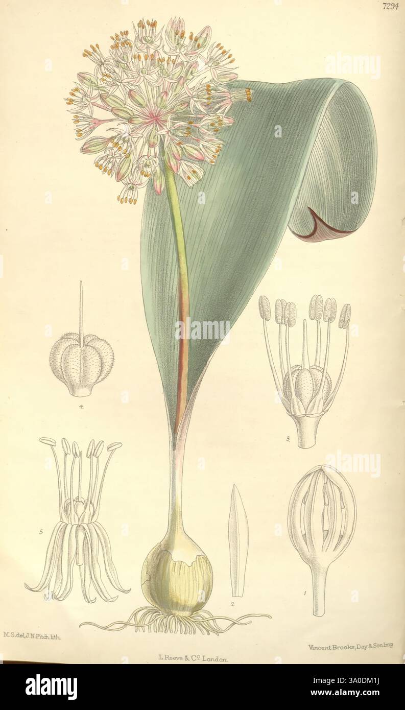 Various diagrams of floral components hi-res stock photography and ...
