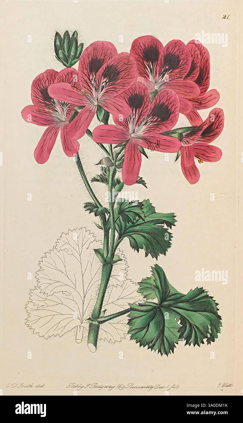 Geraniaceae, London, Printed for James Ridgway, Piccadilly, 1820-1830 ...