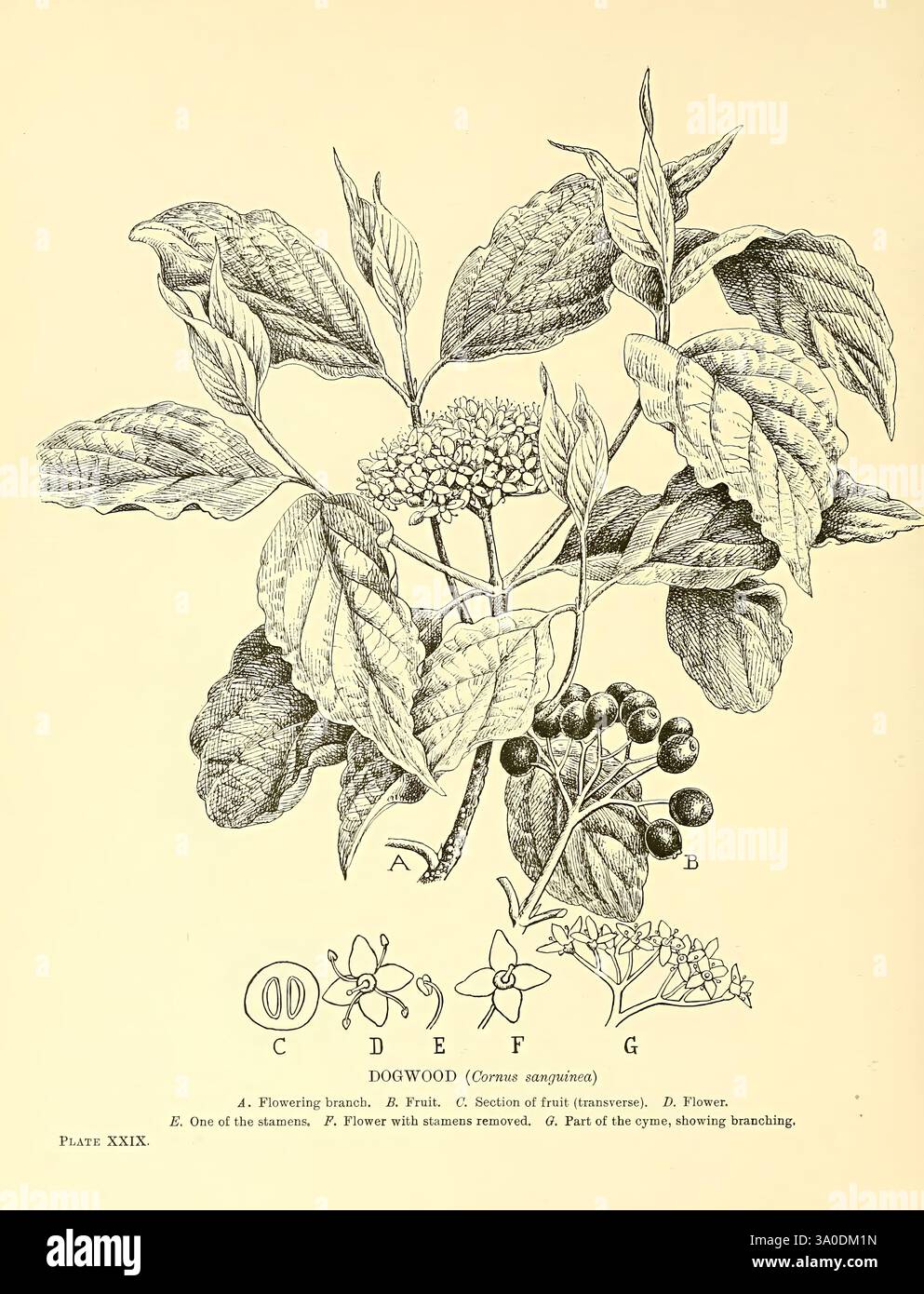 Labeled schematic illustrating hi-res stock photography and images - Alamy
