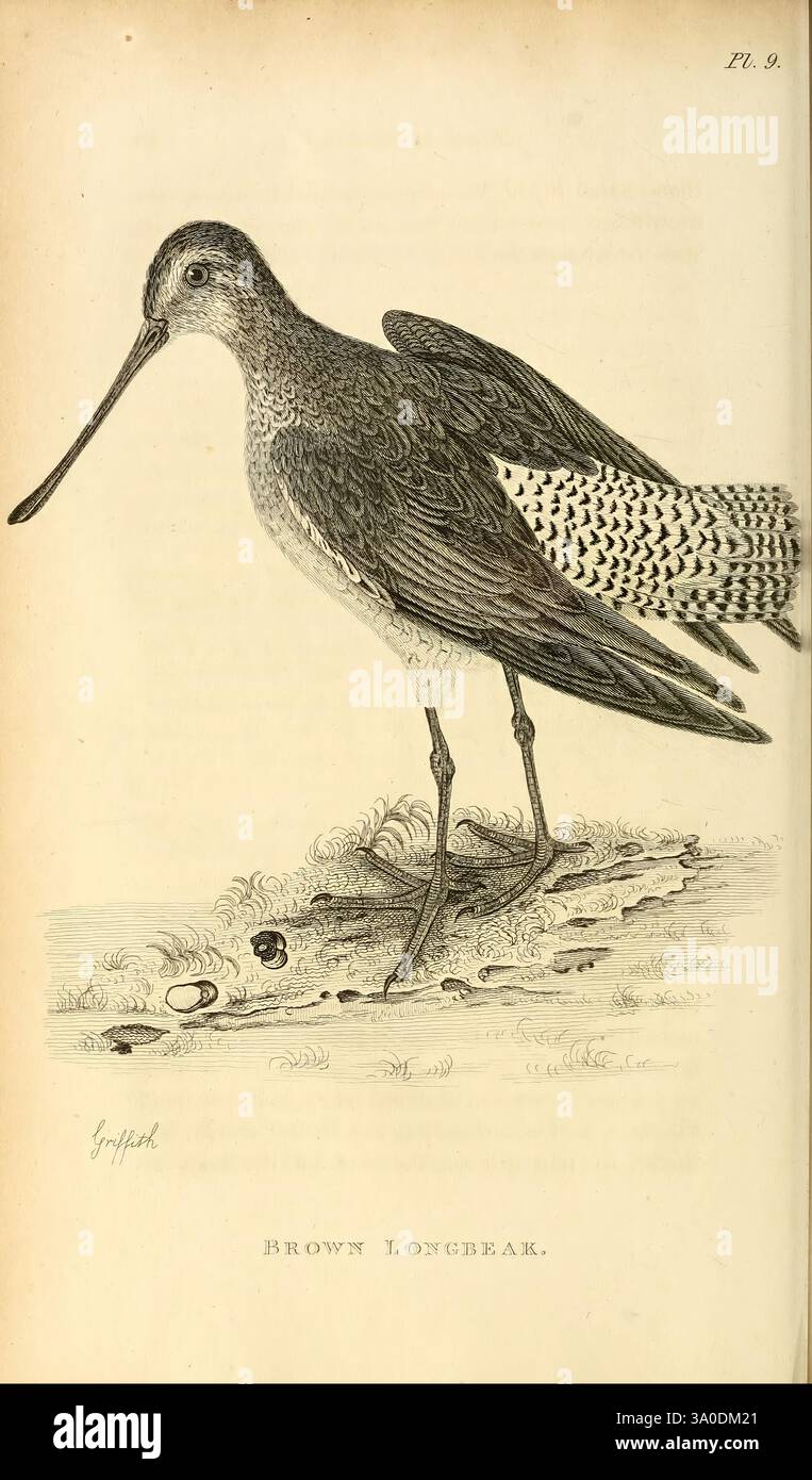 Birds noteworthy characteristics hi-res stock photography and images ...