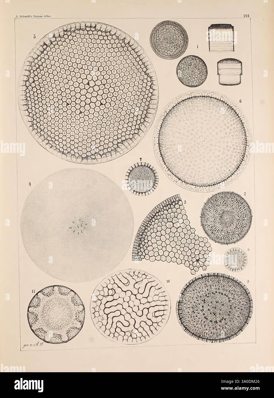 Overlooked in larger ecological contexts hi-res stock photography and ...