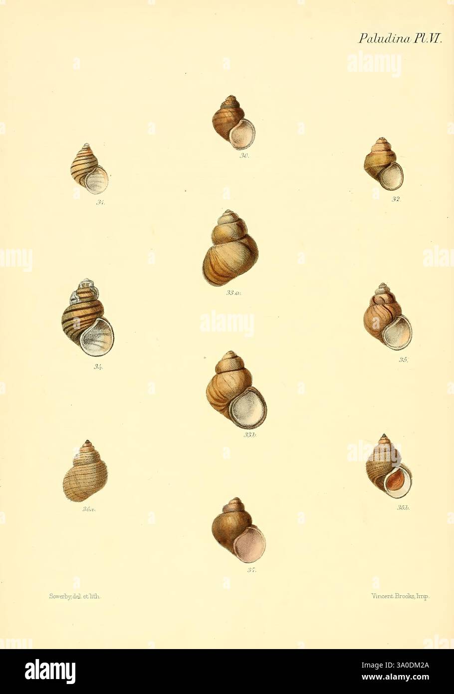 Wonders of molluscan forms hi-res stock photography and images - Alamy