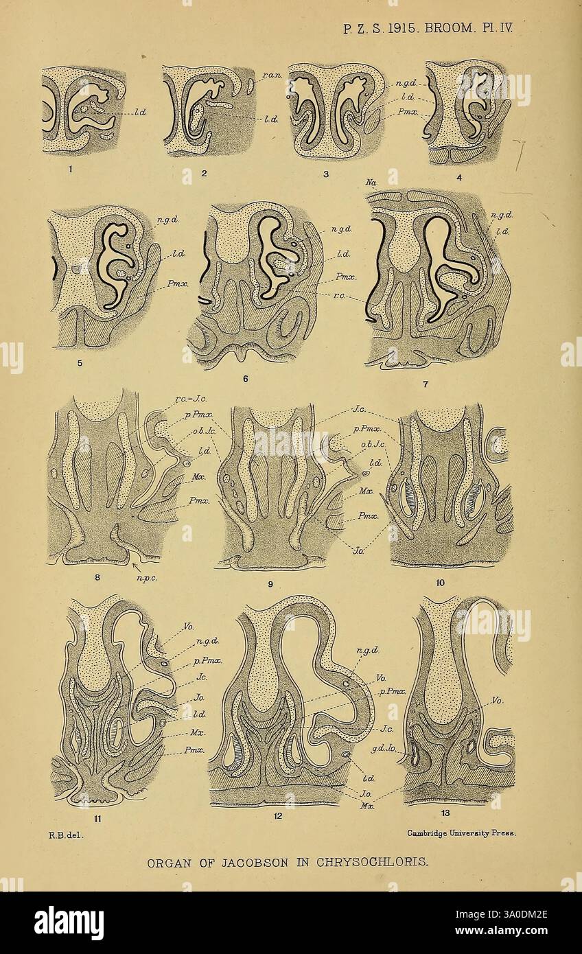 Depict various anatomical views hi-res stock photography and images - Alamy