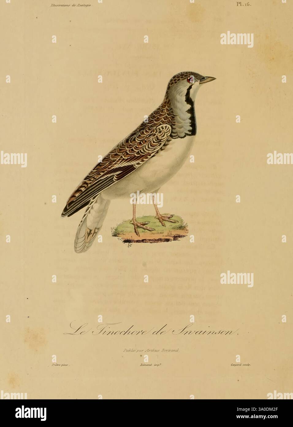 Keen observation of avian features typical of natural history il hi-res ...