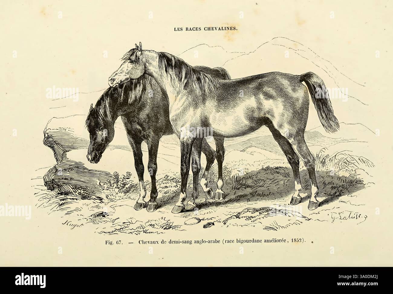La, connaissance, générale, du, cheval, atlas, Paris, Didot, 1861 ...