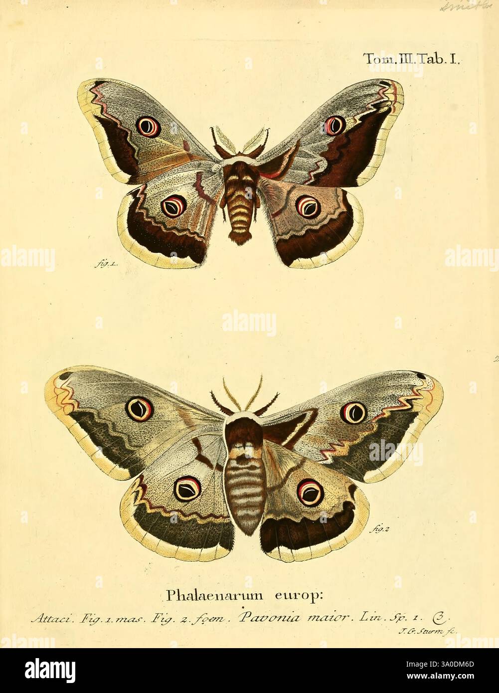 Moths exhibit elongated bodies hi-res stock photography and images - Alamy