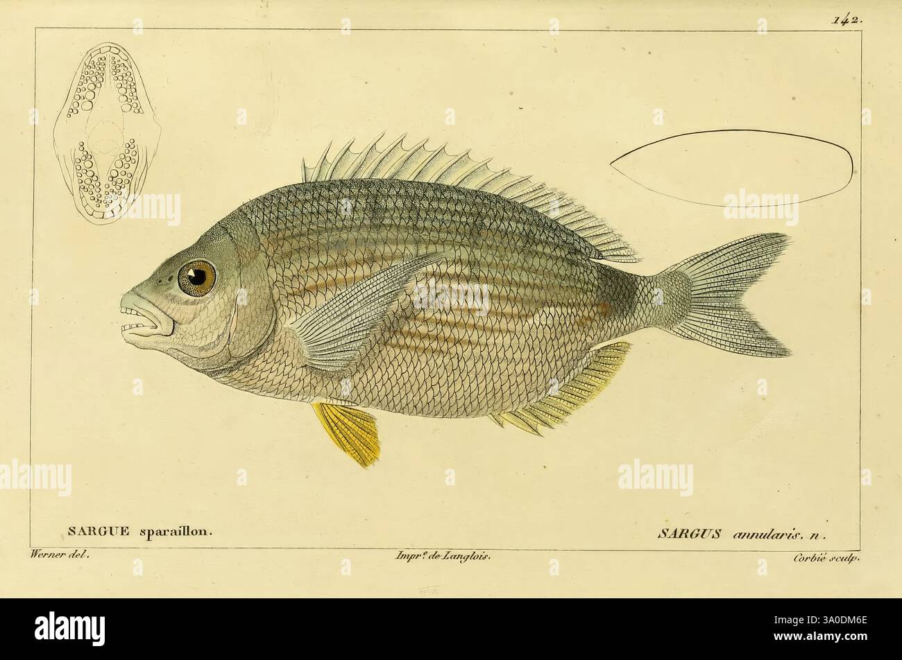 Fish transitions hi-res stock photography and images - Alamy