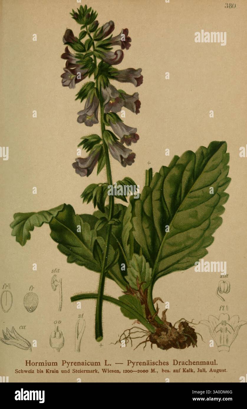 Labeled drawings of various botanical elements hi-res stock photography ...