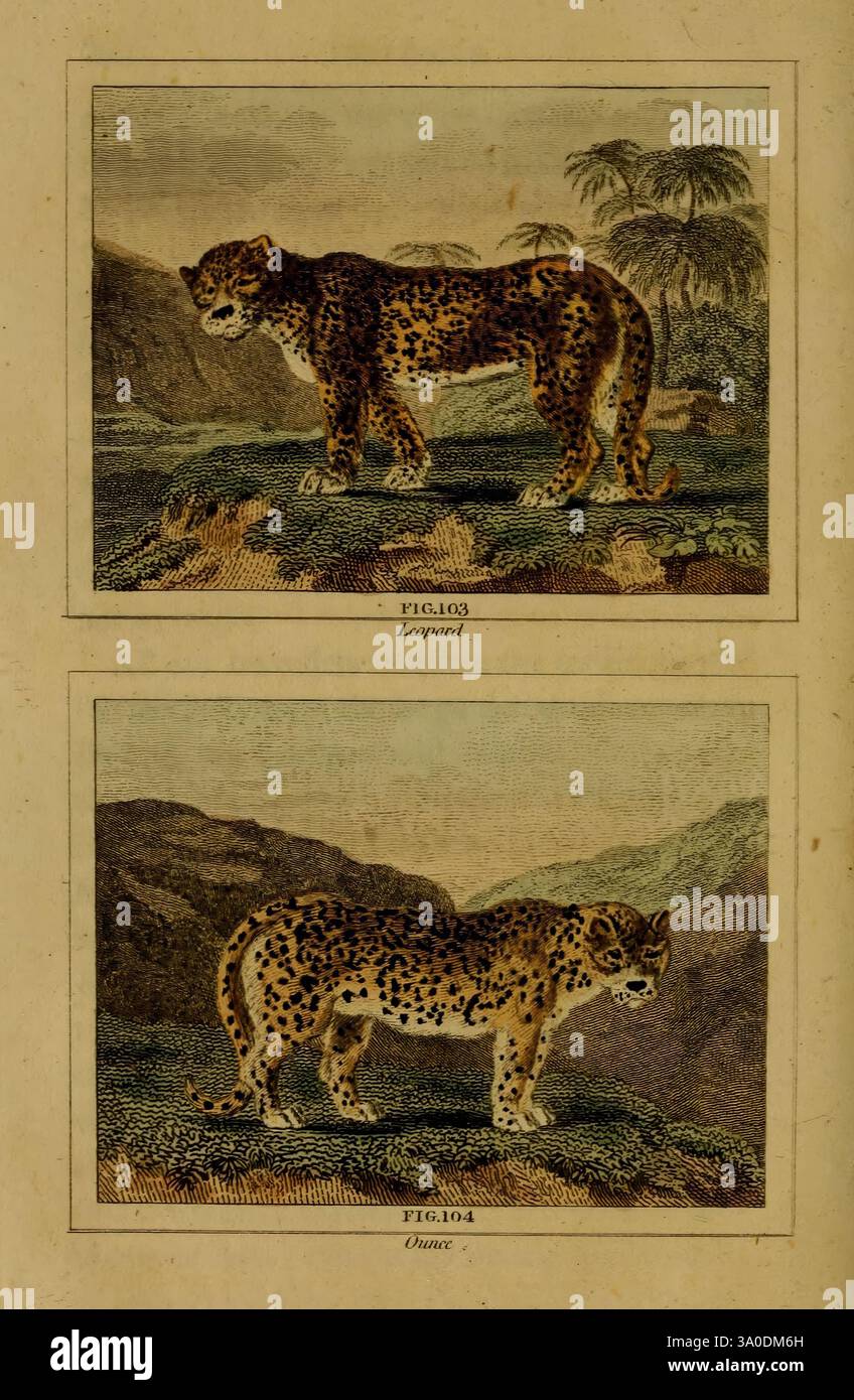 Lower depiction captures hi-res stock photography and images - Alamy