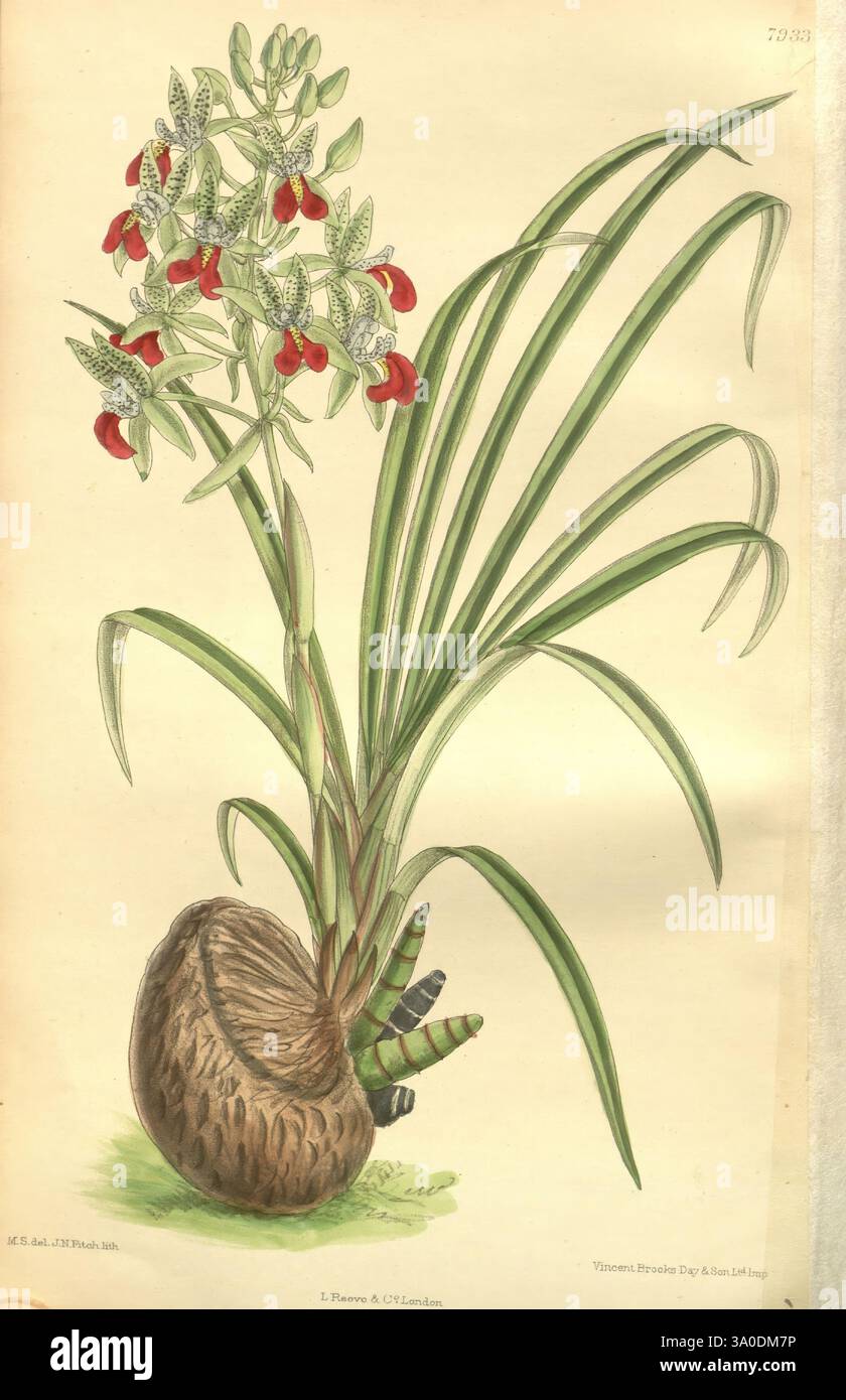 Curtis's botanical magazine, London, New York, botanical illustration ...