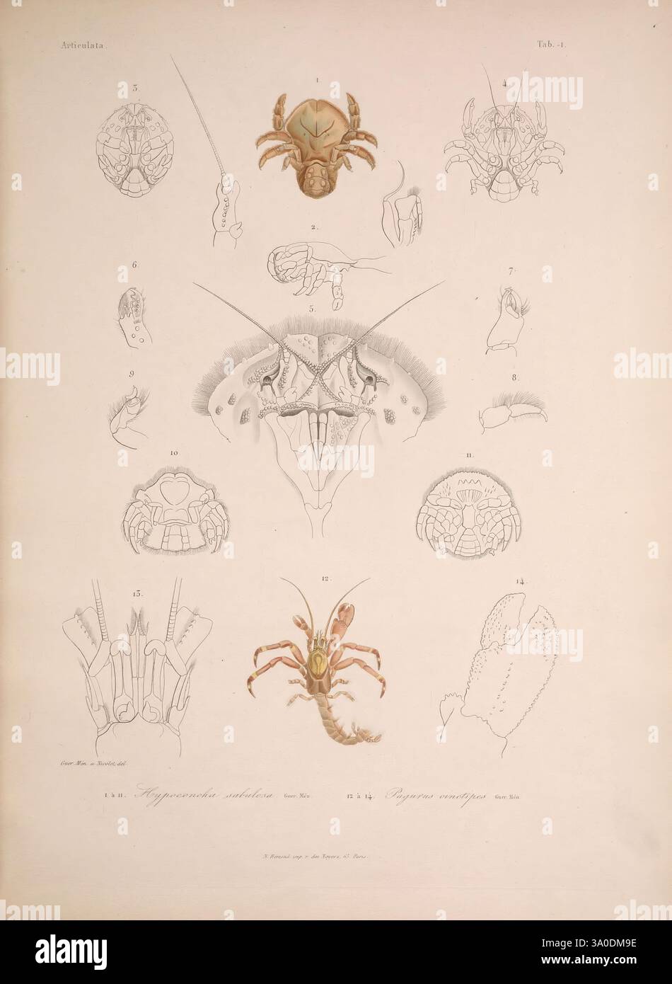 Crustaceous forms hi-res stock photography and images - Alamy